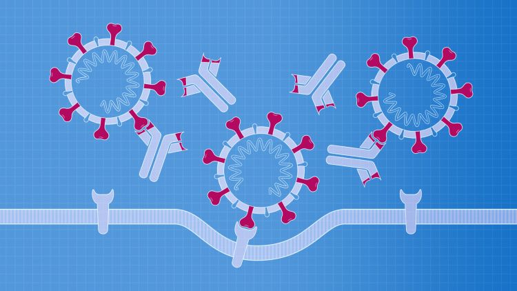 The anatomy of a pandemic