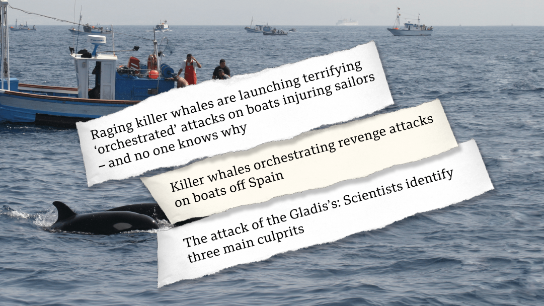 Have rogue orcas really been attacking boats in the Atlantic?