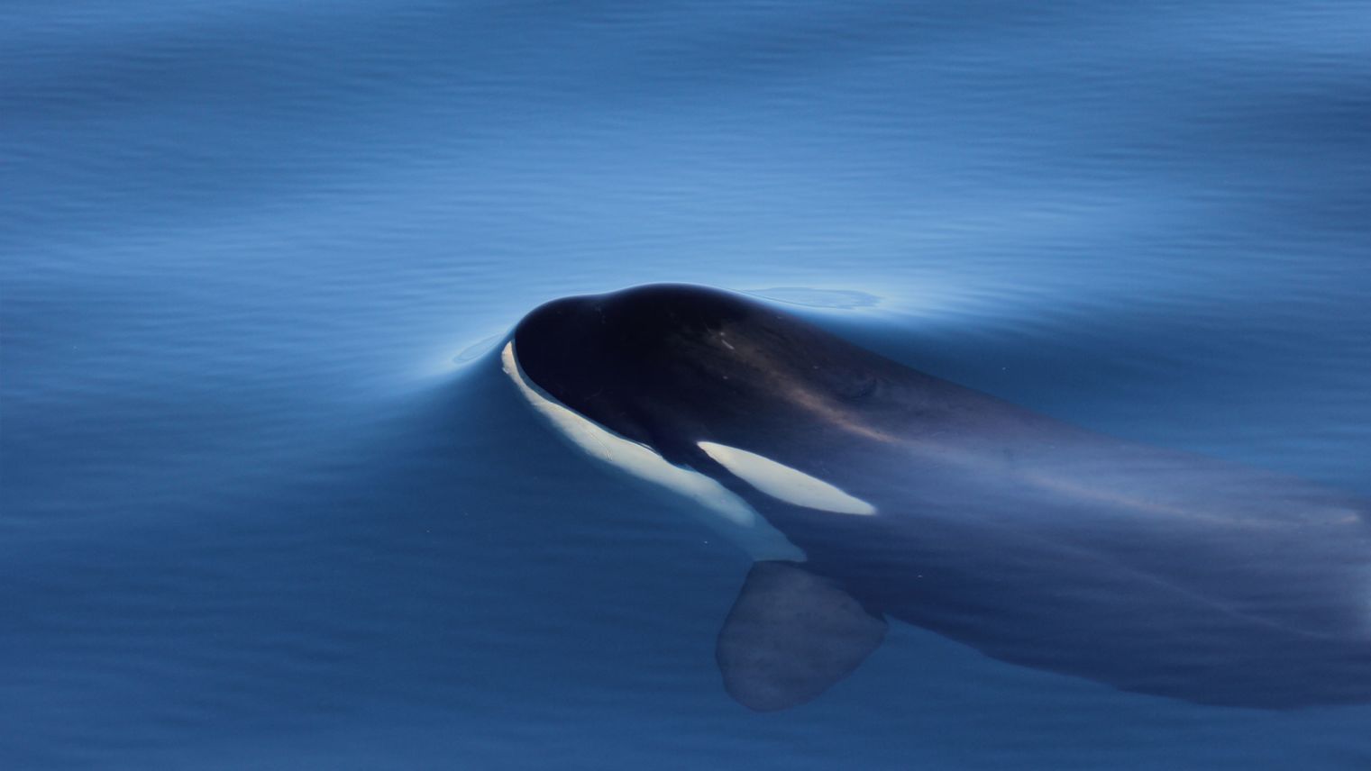Have rogue orcas really been attacking boats in the Atlantic?