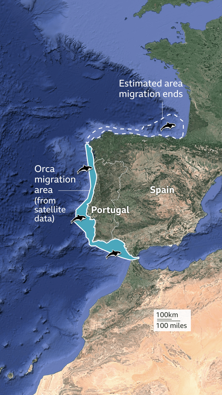 Have rogue orcas really been attacking boats in the Atlantic?