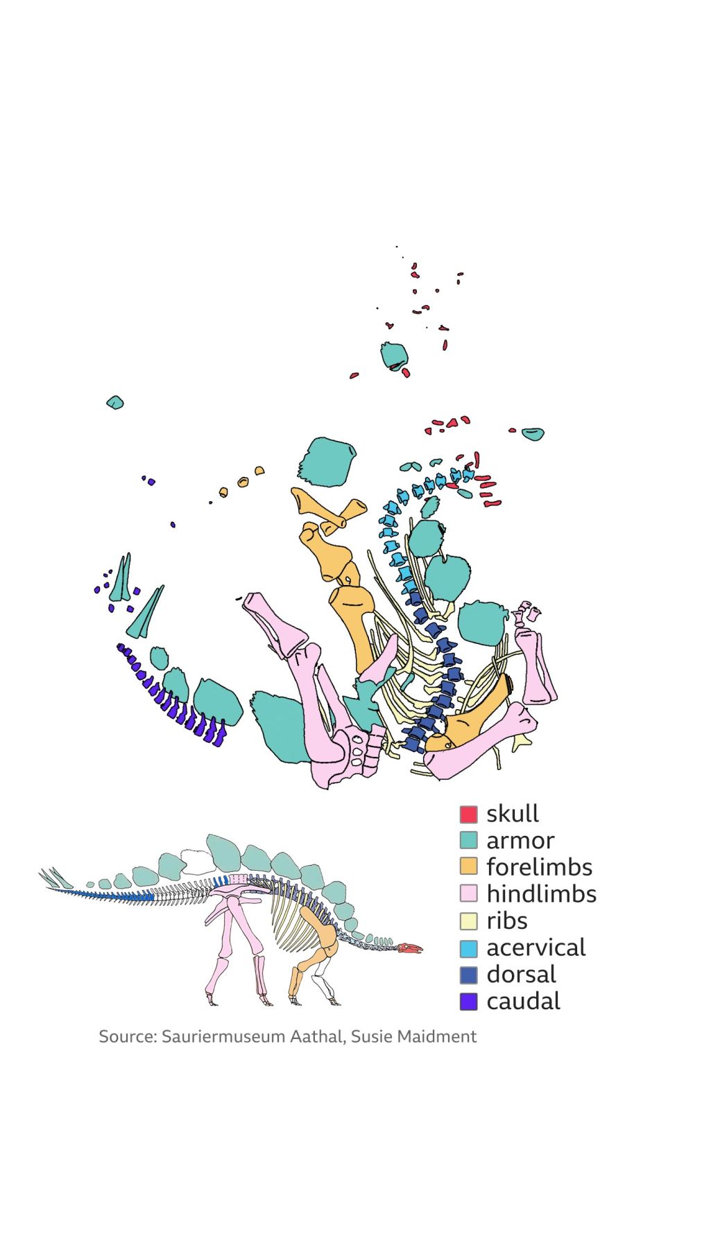 Mission Jurassic: Searching for dinosaur bones