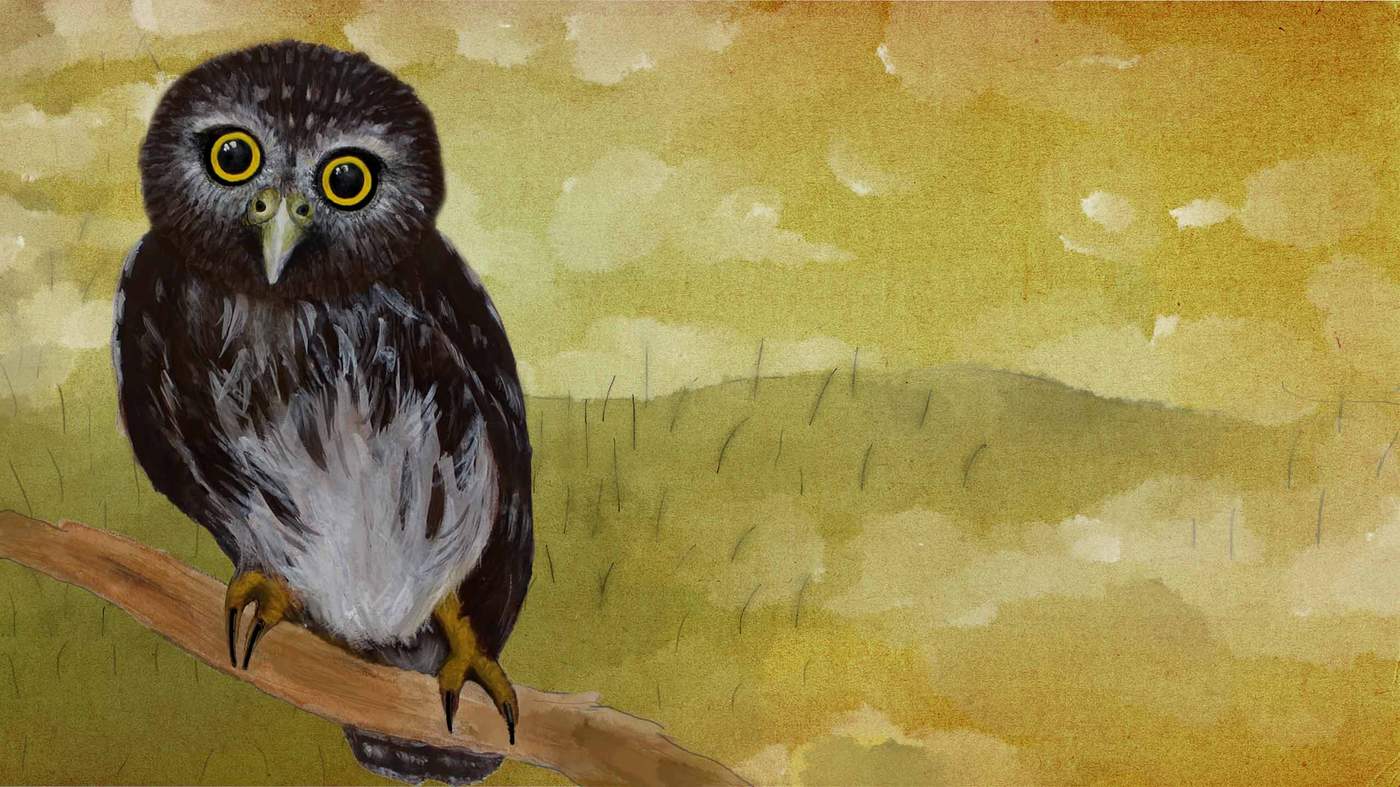 Amazon Discoveries - BBC News