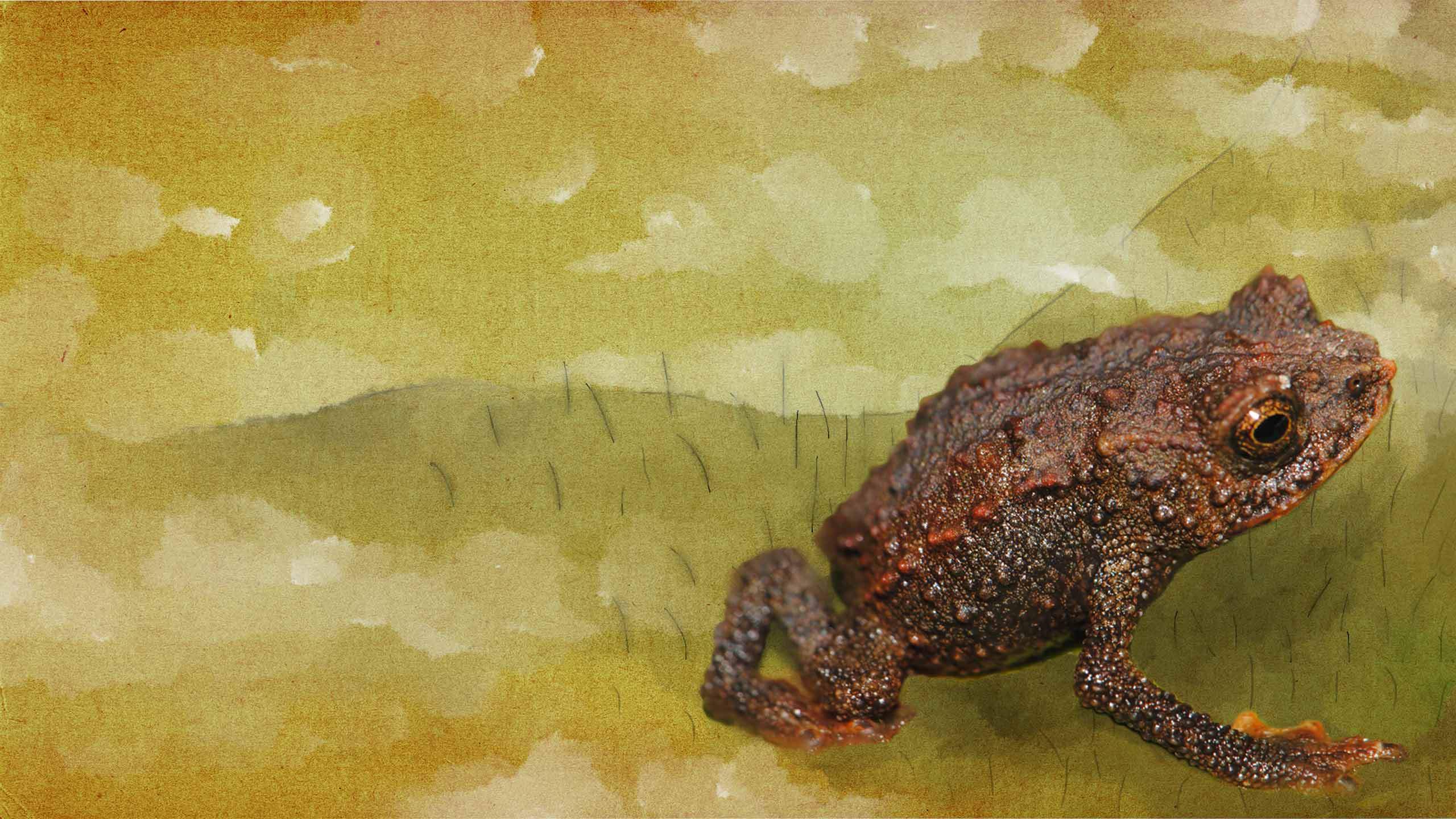 Amazon Discoveries - BBC News