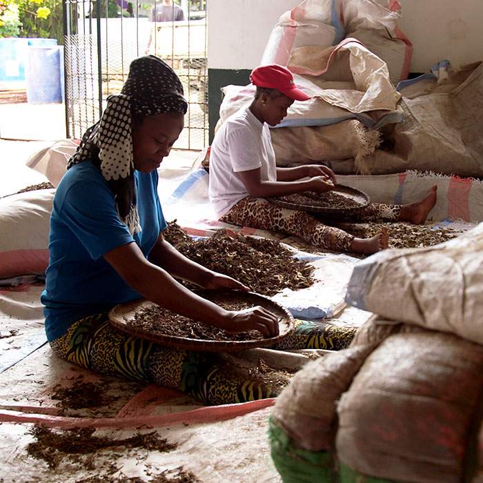 Fighting the vanilla thieves of Madagascar - BBC News