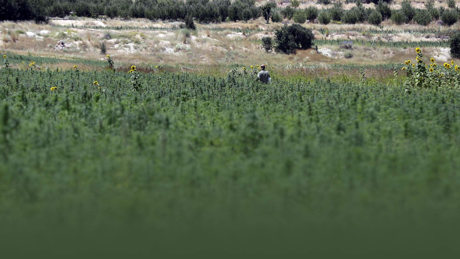 Hooligan X - BBC News