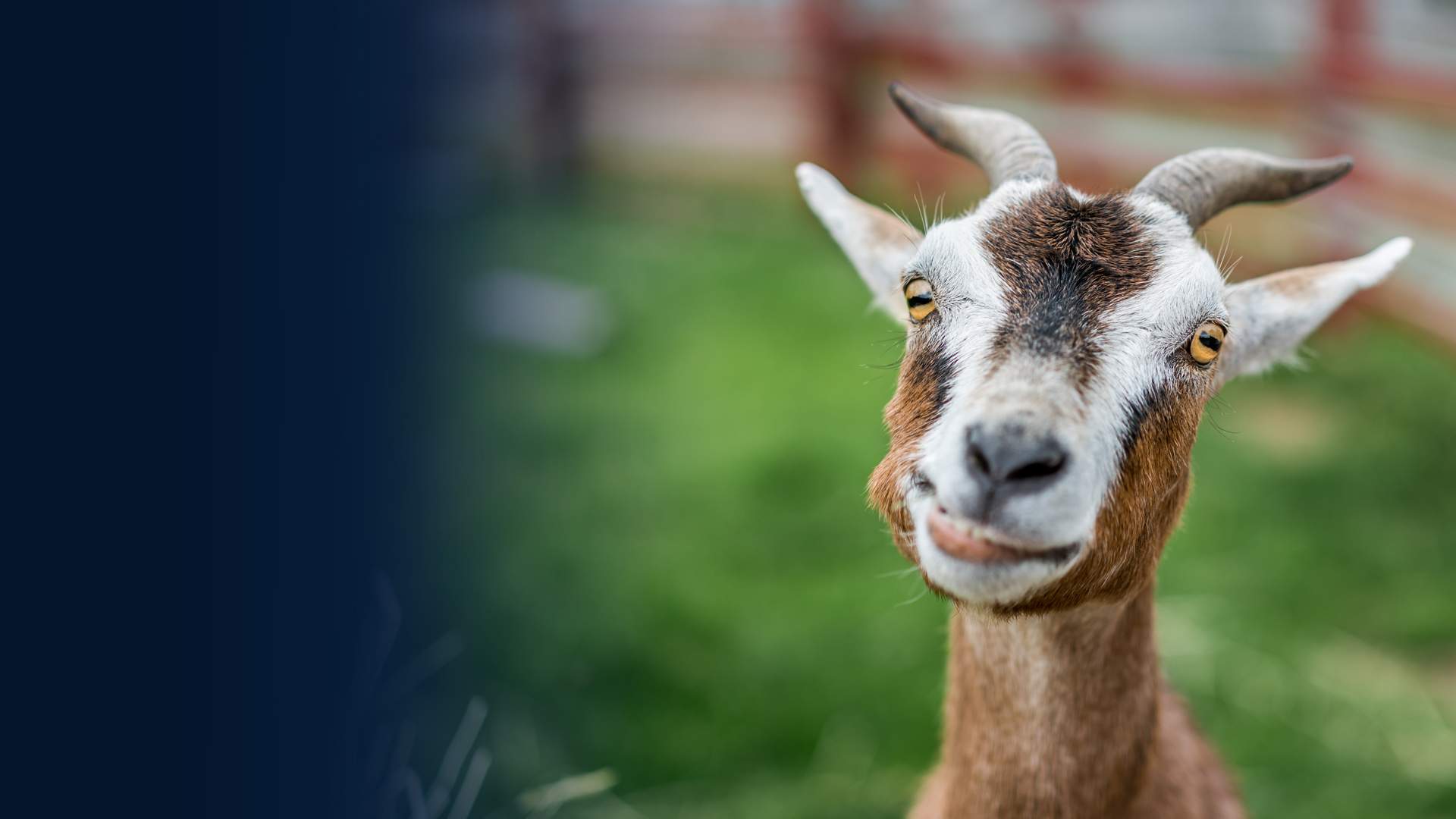 The godfather of fake news - BBC News