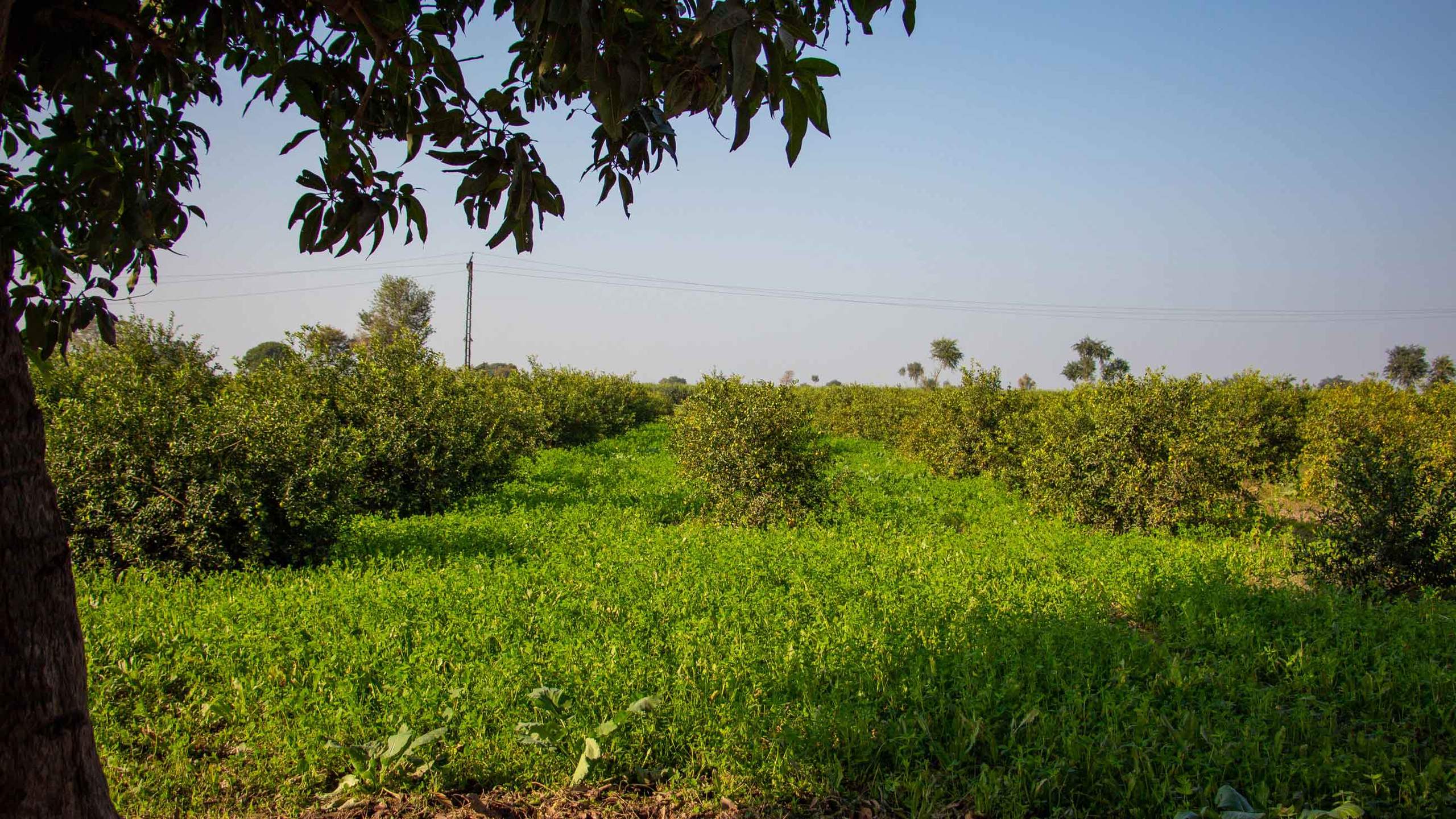 Asia Bibi: Pakistan's notorious case - BBC News